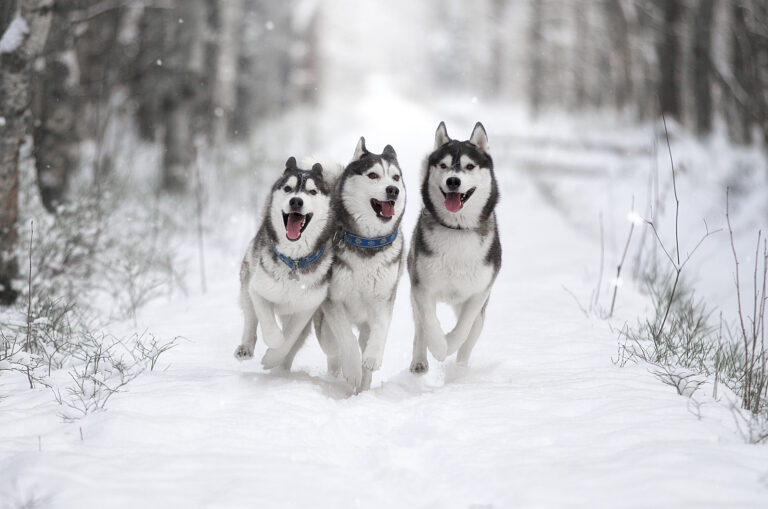 The Top 9 Best Siberian Husky Breeders In Ontario
