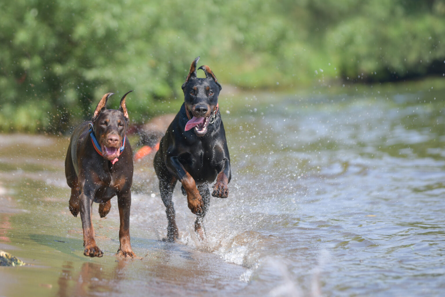The 19 Best Doberman Breeders In The U.S.