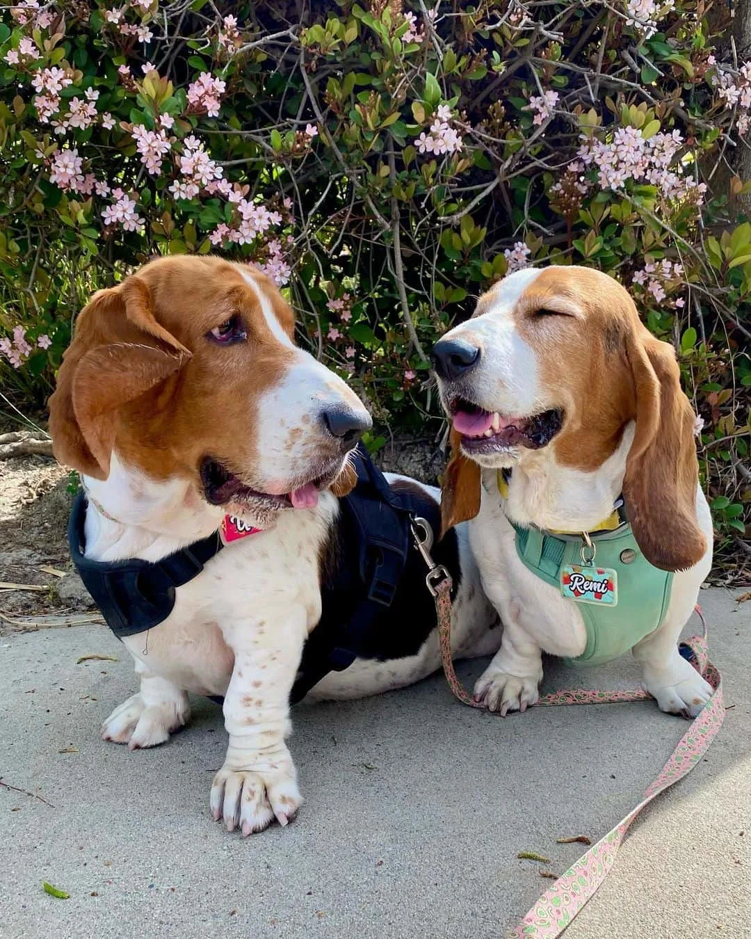 European Vs. American Basset Hound: Are These Dogs The Same?