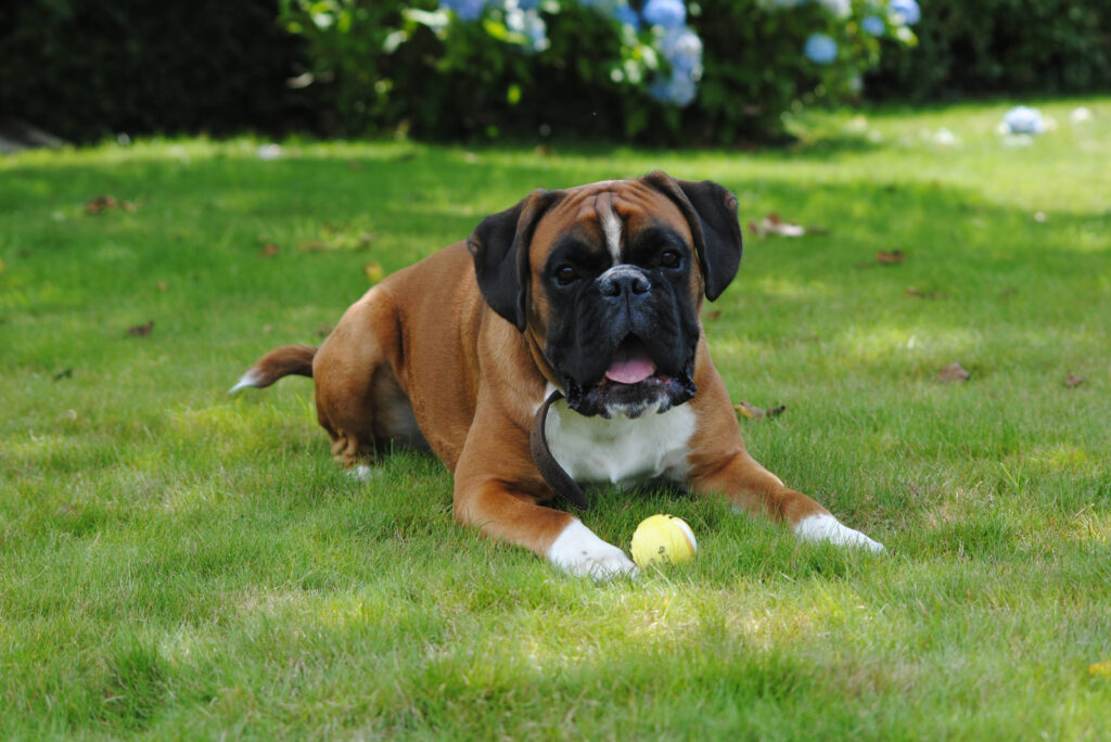The Top 9 Most Reputable Boxer Breeders In Ontario