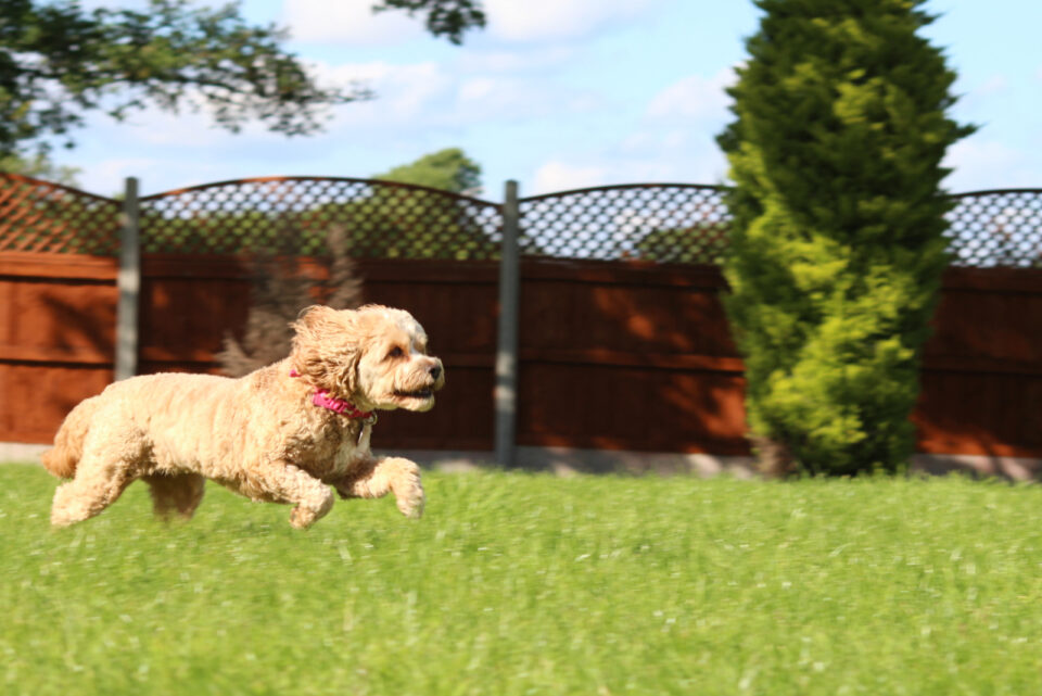 The Top 6 Cavapoo Breeders In Ontario