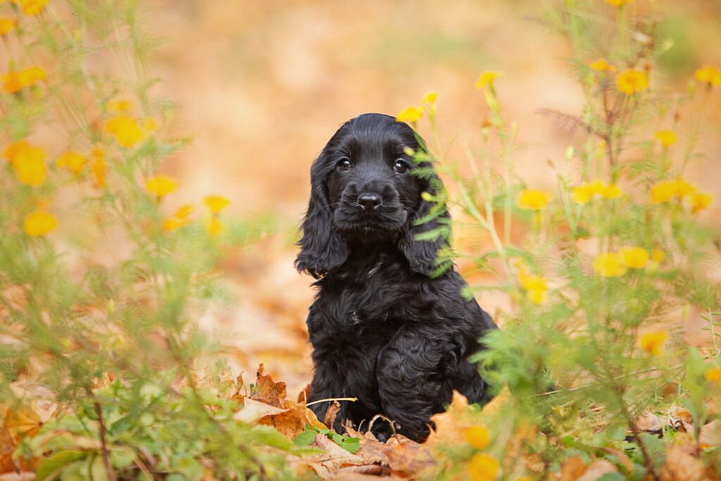 Top 7 Best Cocker Spaniel Breeders In Ontario