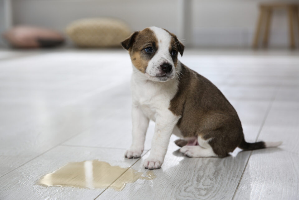 Dog Urine Color Chart: What Does My Dog’s Pee Color Mean? - PupVine