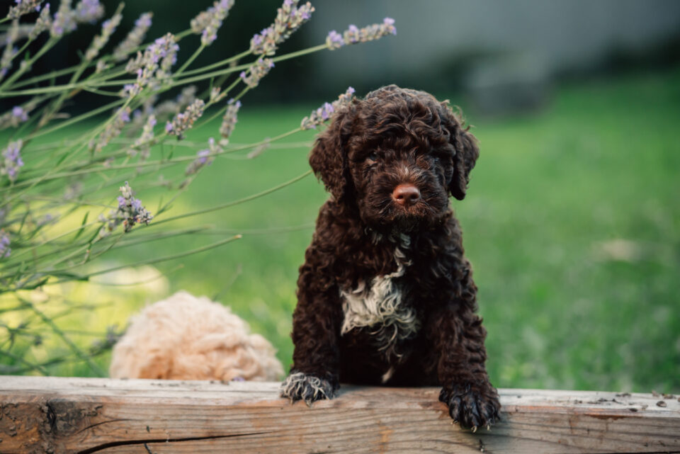 The 6 Best Lagotto Romagnolo Breeders In The U.S.