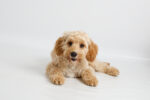 Mini Doodle Breeds: 10 Most Popular Miniature Poodle Mixes