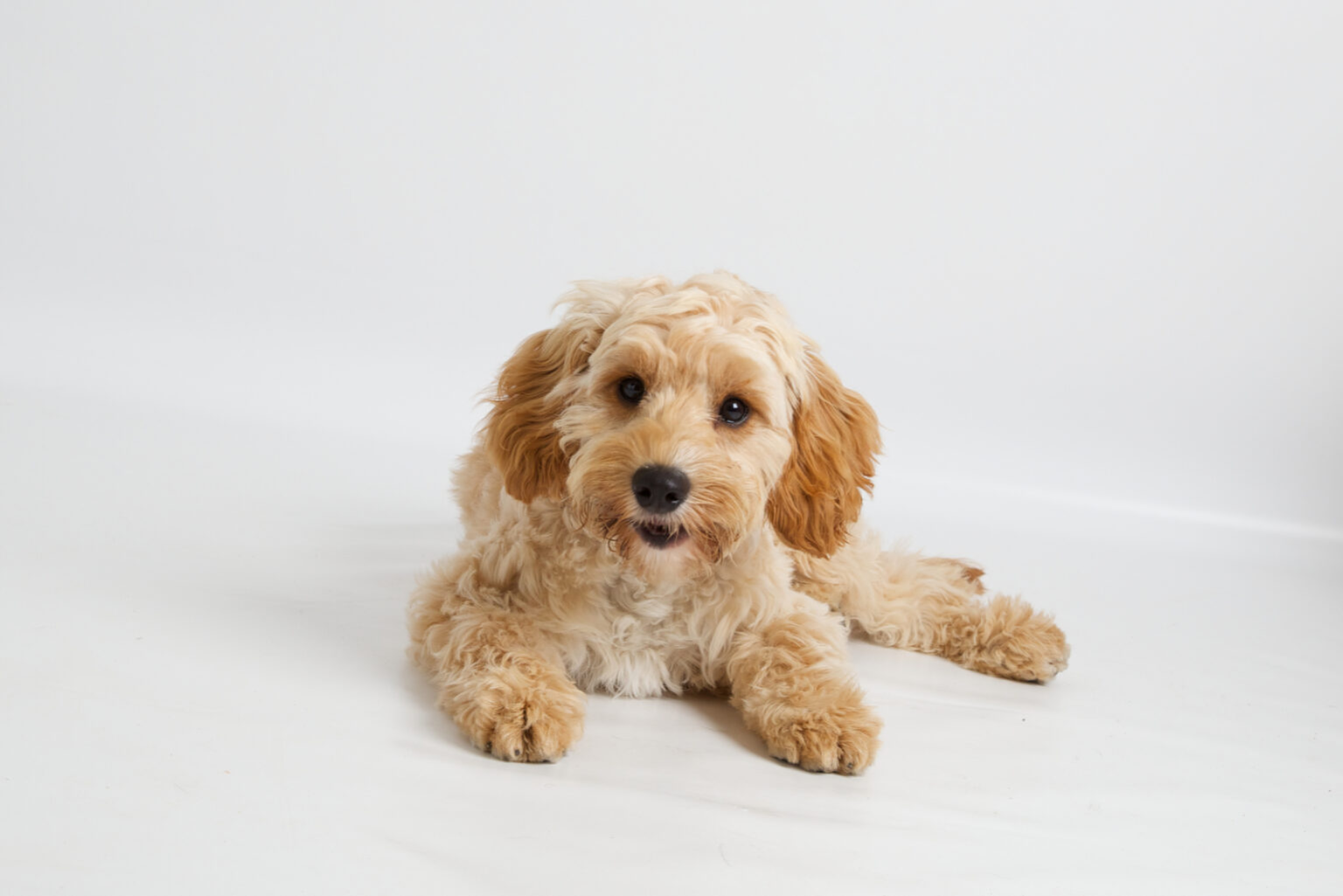 Mini Doodle Breeds: 10 Most Popular Miniature Poodle Mixes