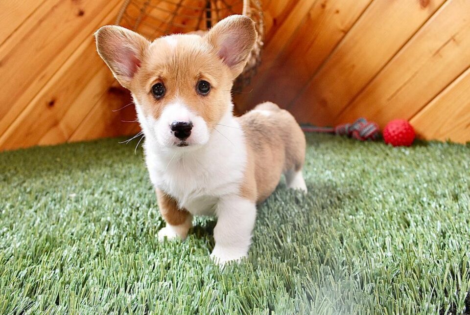 The 5 Best Corgi Breeders In Ohio