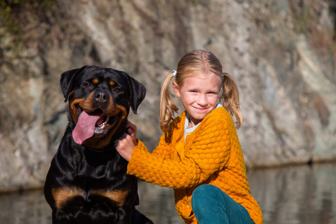 Top 9 Most Reputable Rottweiler Breeders In Ontario
