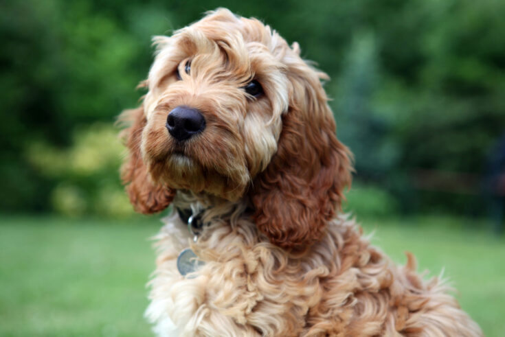 The 7 Most Reputable Cockapoo Breeders In Ontario