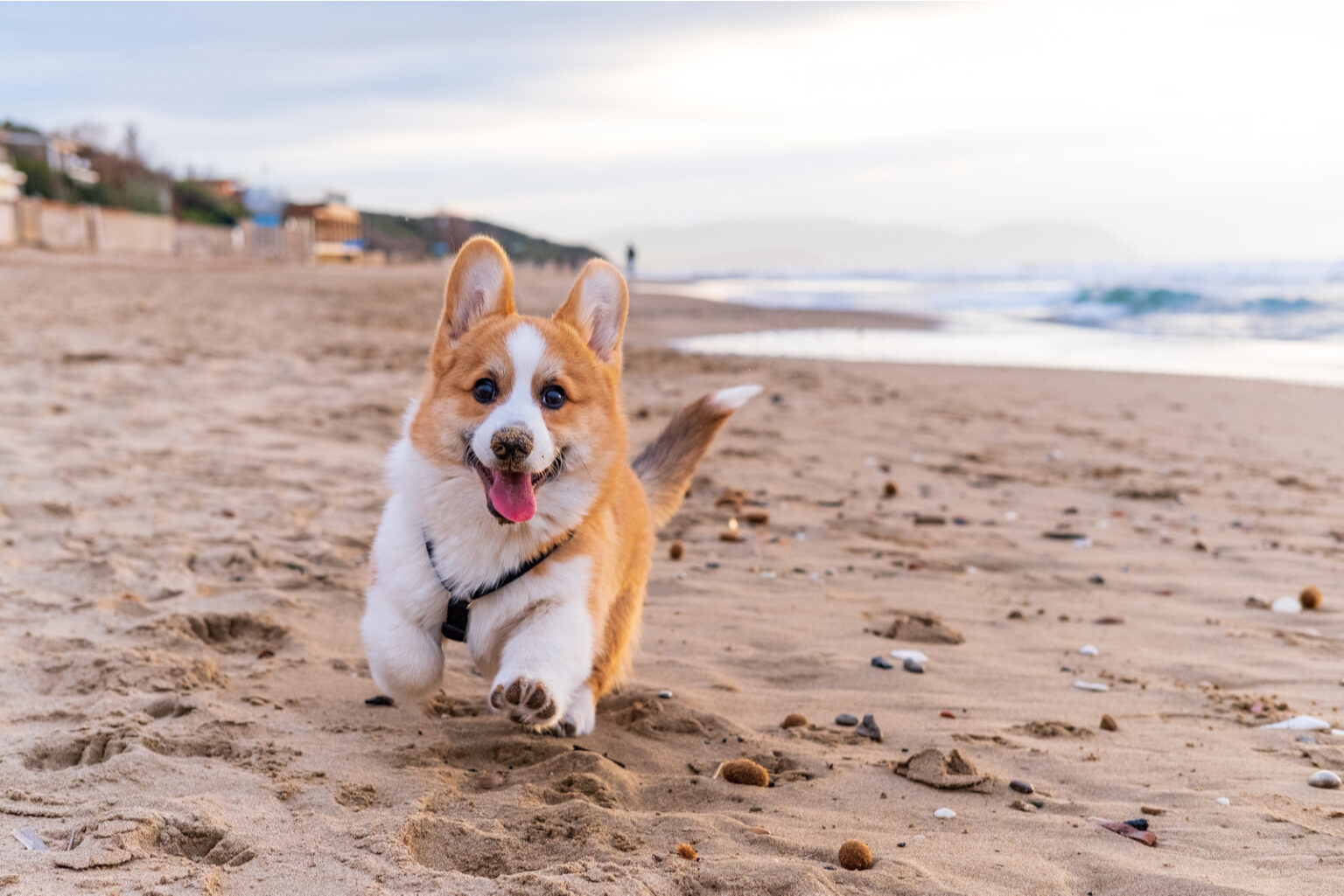 The Top 9 Reputable Corgi Breeders In Washington