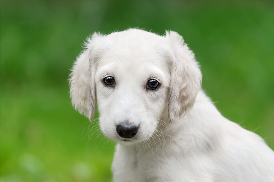 The Top 5 Best Saluki Breeders Of All Time