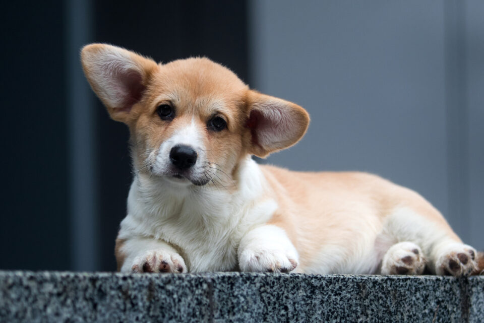 The 5 Best Corgi Breeders In Georgia