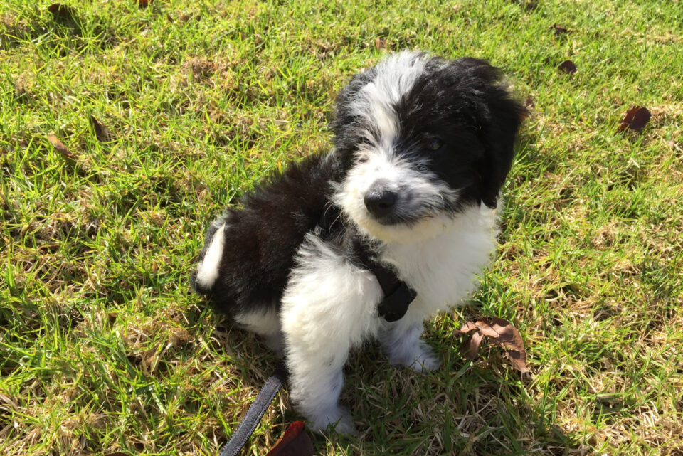 Mini Doodle Breeds: 10 Most Popular Miniature Poodle Mixes