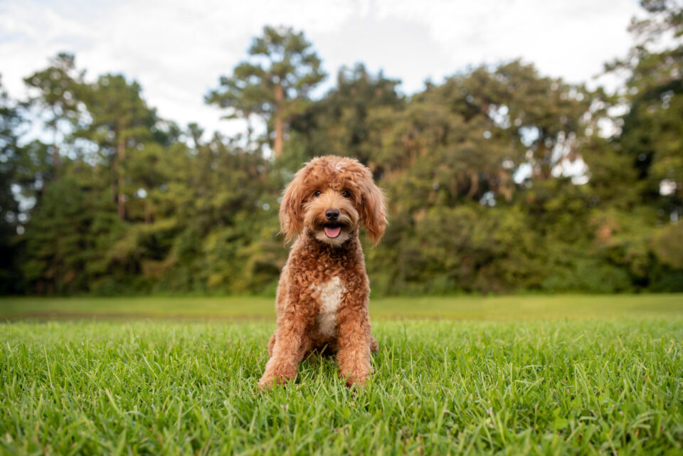 Mini Doodle Breeds: 10 Most Popular Miniature Poodle Mixes