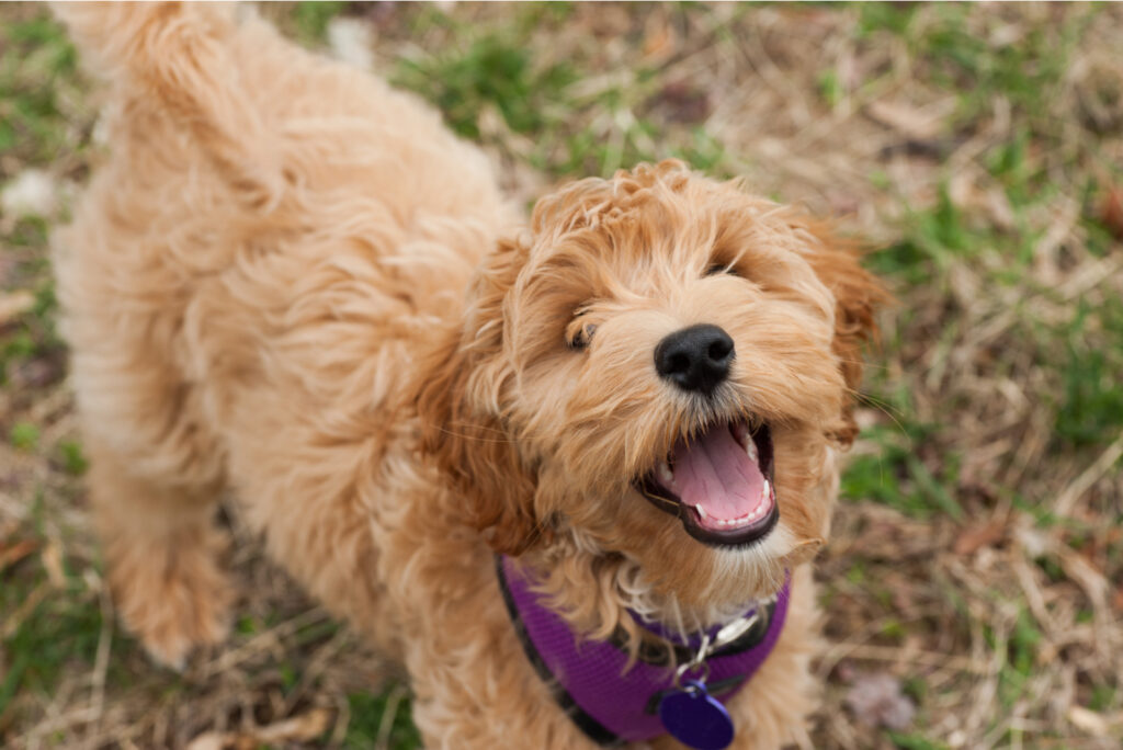Mini Doodle Breeds: 10 Most Popular Miniature Poodle Mixes