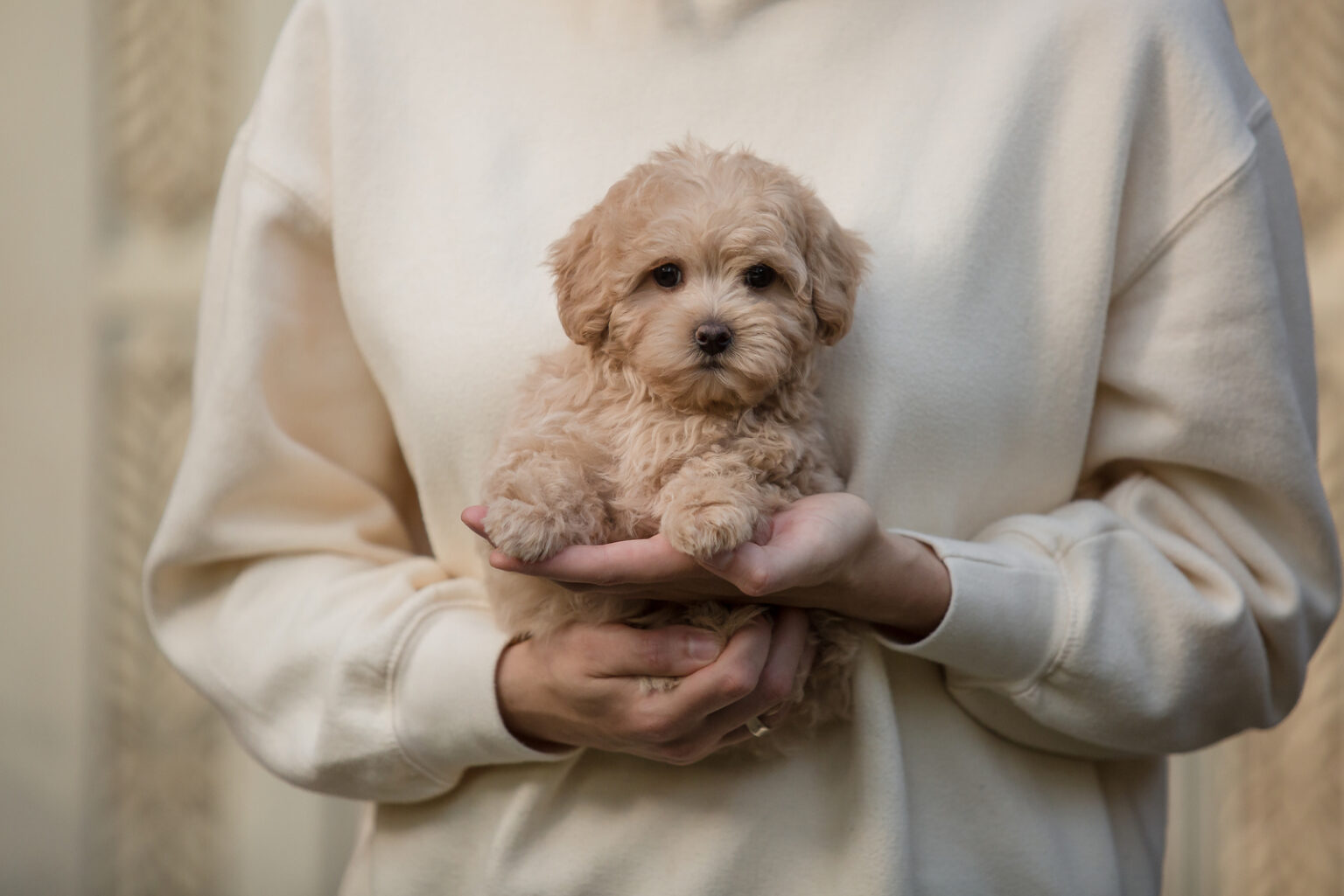 Maltipoo Growth Chart: How Large Will My Puppy Get?