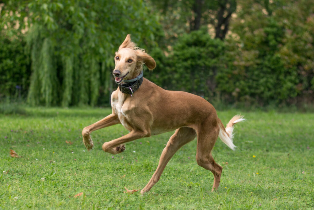 The Top 5 Best Saluki Breeders Of All Time