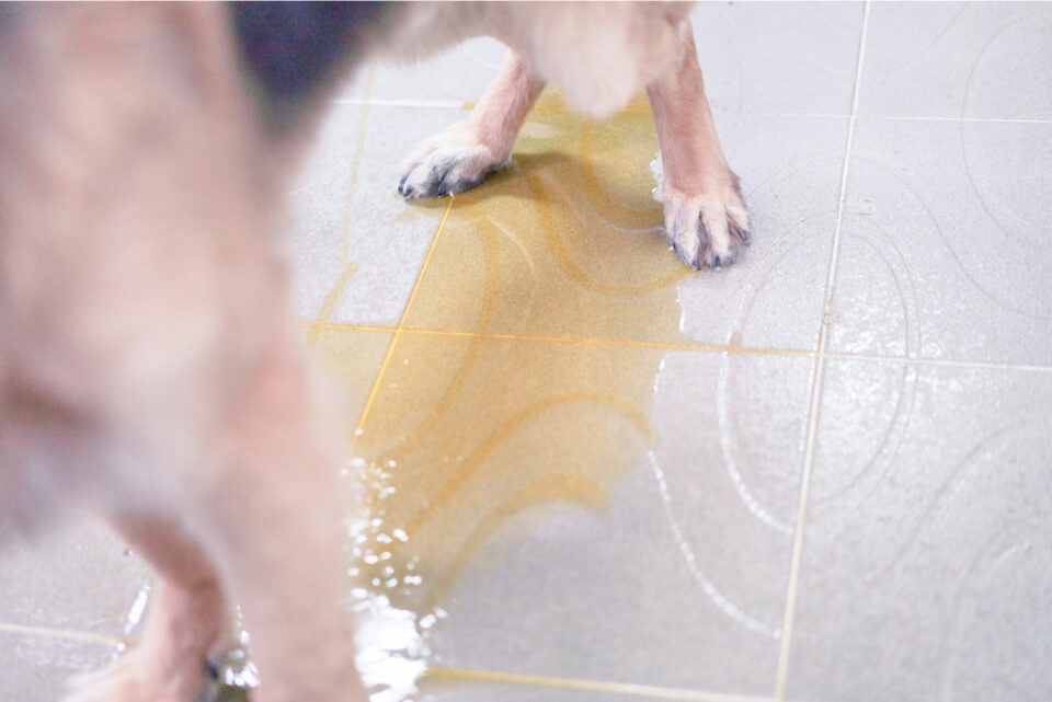 Dog Urine Color Chart: What Does My Dog’s Pee Color Mean? - PupVine