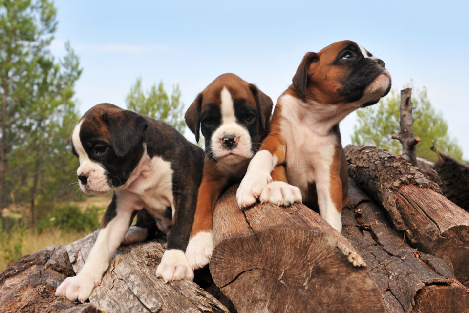 The Top 9 Most Reputable Boxer Breeders In Ontario