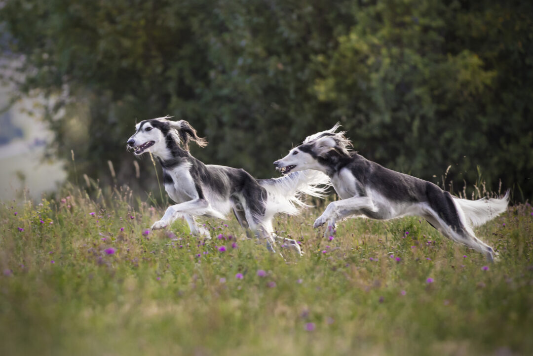 The Top 5 Best Saluki Breeders Of All Time