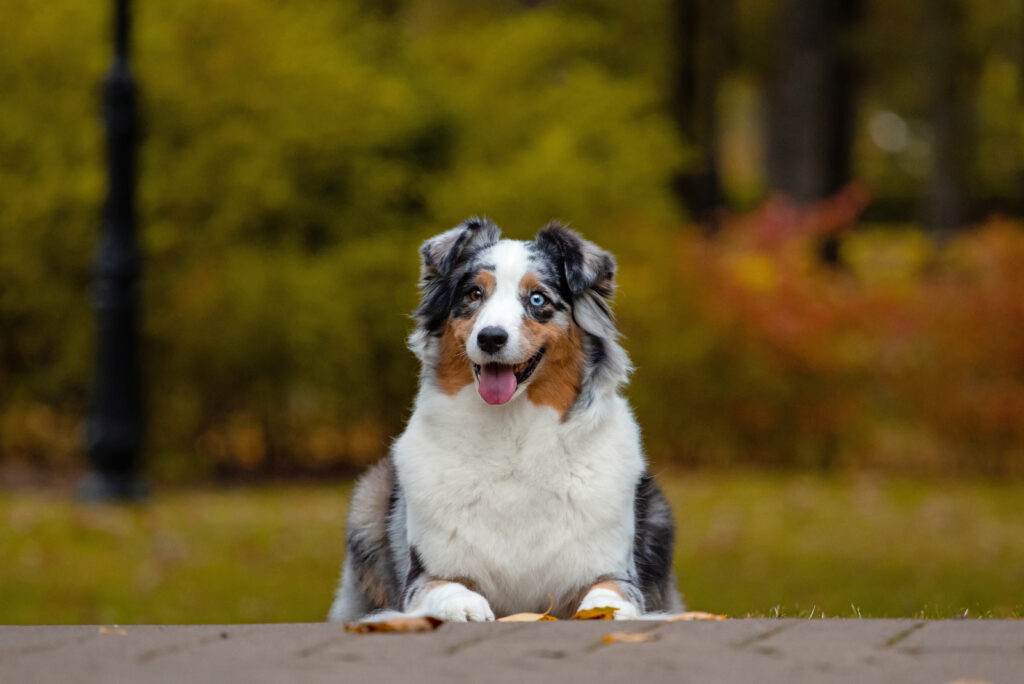 Blue Merle Australian Shepherd: All You Need To Know
