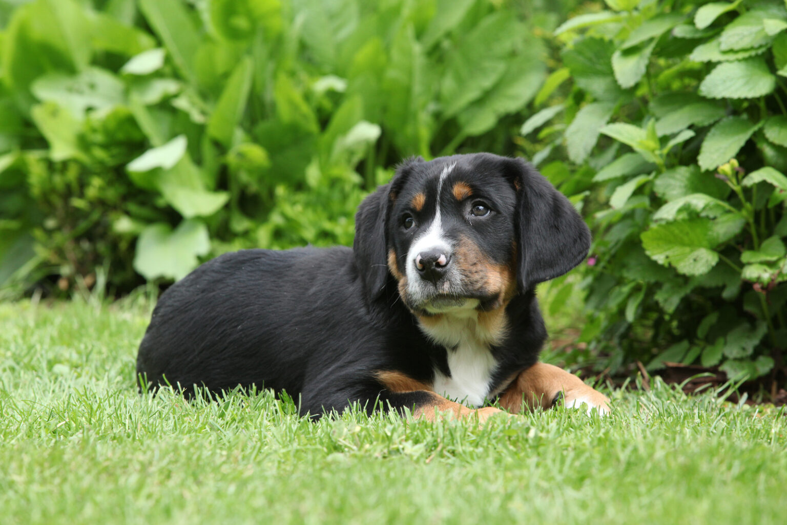 Top 4 Greater Swiss Mountain Dog Breeders In The U.S.