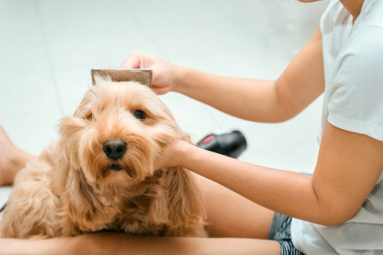 8 Best Cockapoo Haircuts For Your Doggo (Pictures Included)