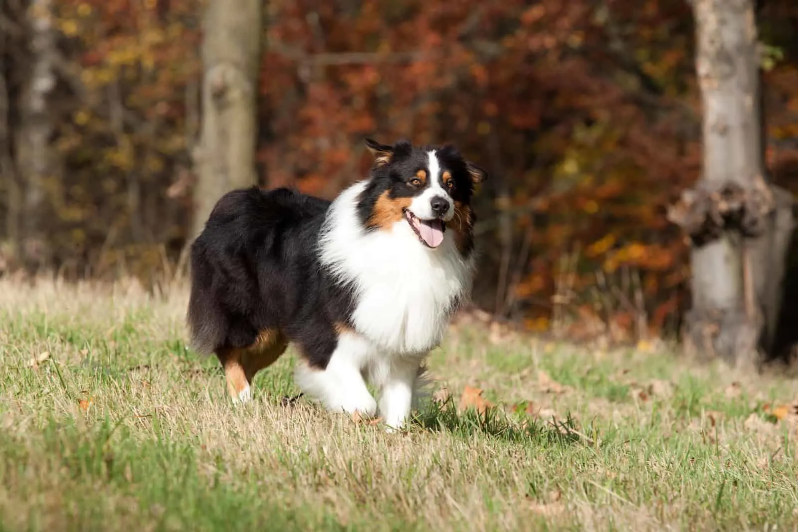 Top 9 Australian Shepherd Breeders In Texas - Choose Your Aussie