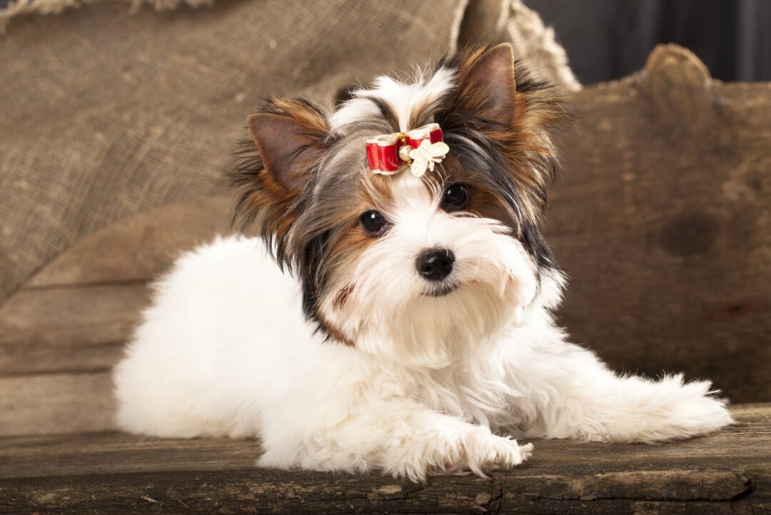 8 Reputable Biewer Terrier Breeders Across The US