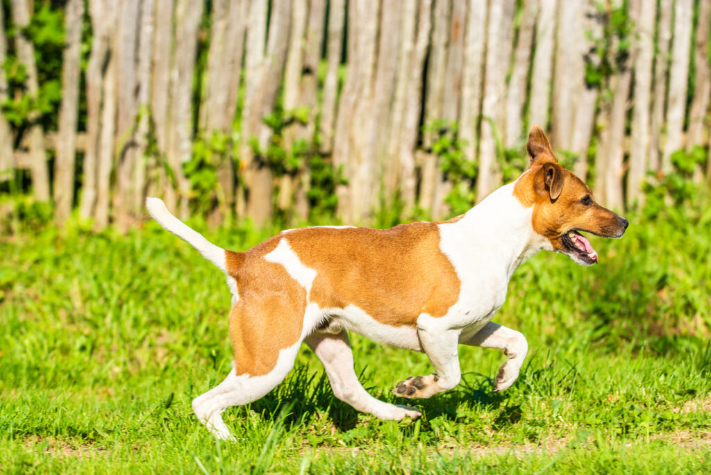 Jack Russell Mixes: A Doggy Alphabet You’ll Want To Learn