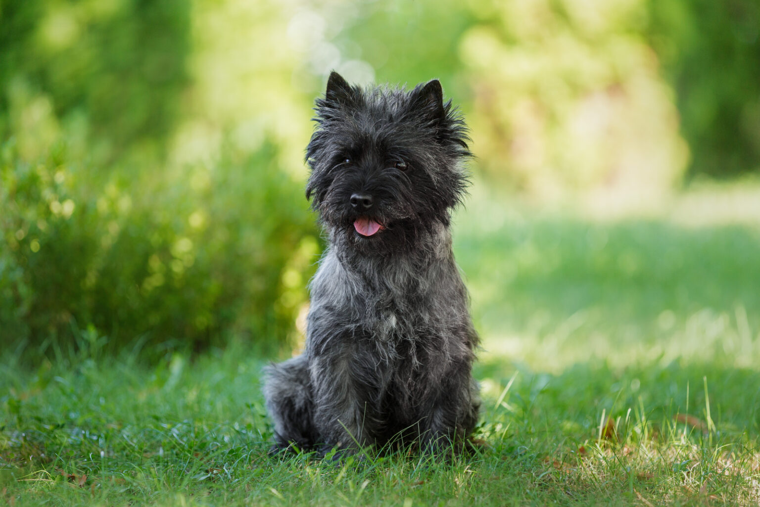 28 Terrier Dog Breeds: Small, Medium, And Large Pups