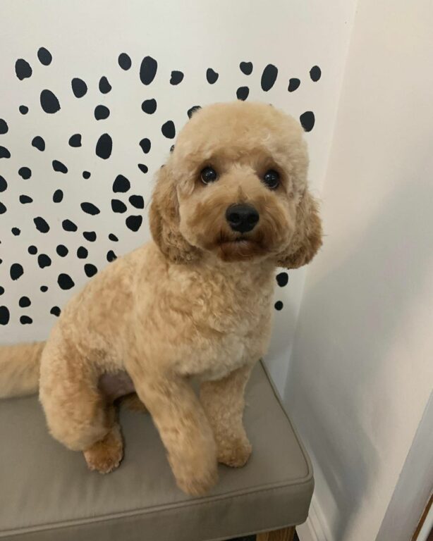 8 Best Cavapoo Haircuts For Your Dog + The Grooming Tips