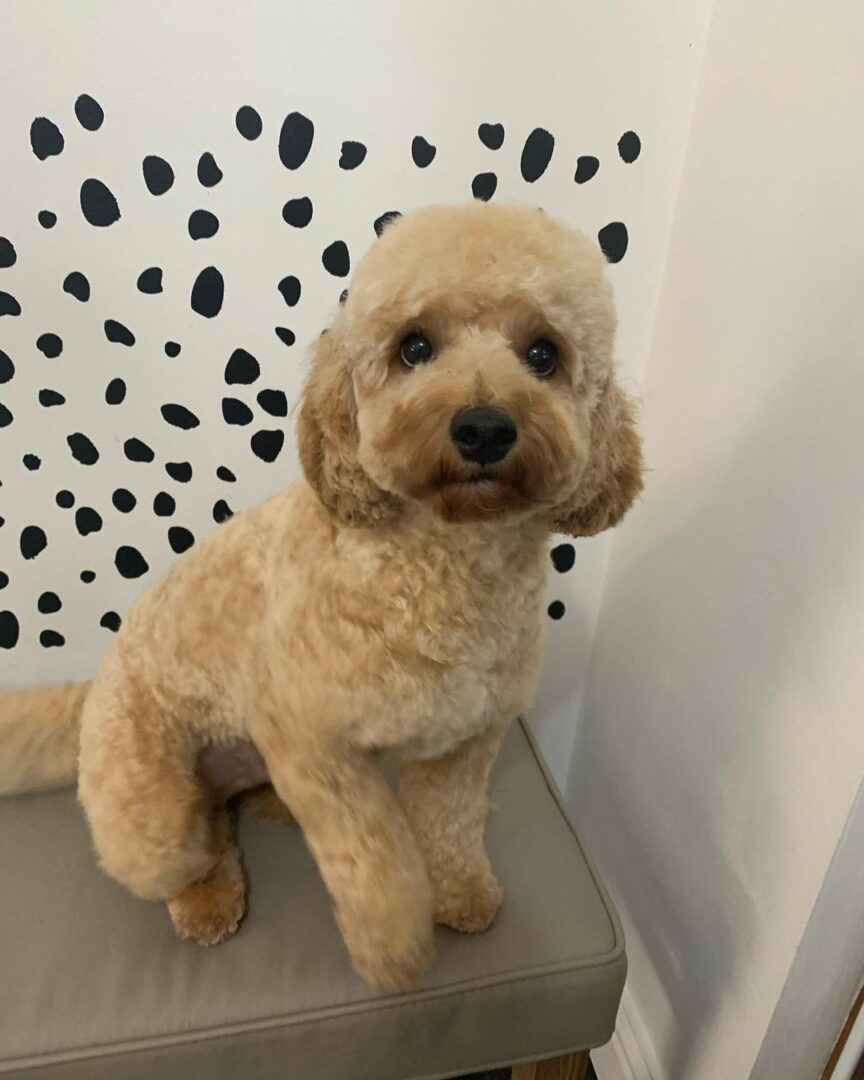 8 Best Cavapoo Haircuts For Your Dog + The Grooming Tips