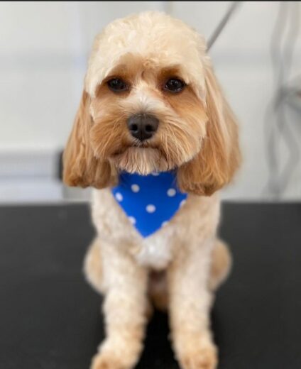 8 Best Cavapoo Haircuts For Your Dog + The Grooming Tips
