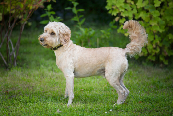 8 Best Cockapoo Haircuts For Your Doggo (Pictures Included)