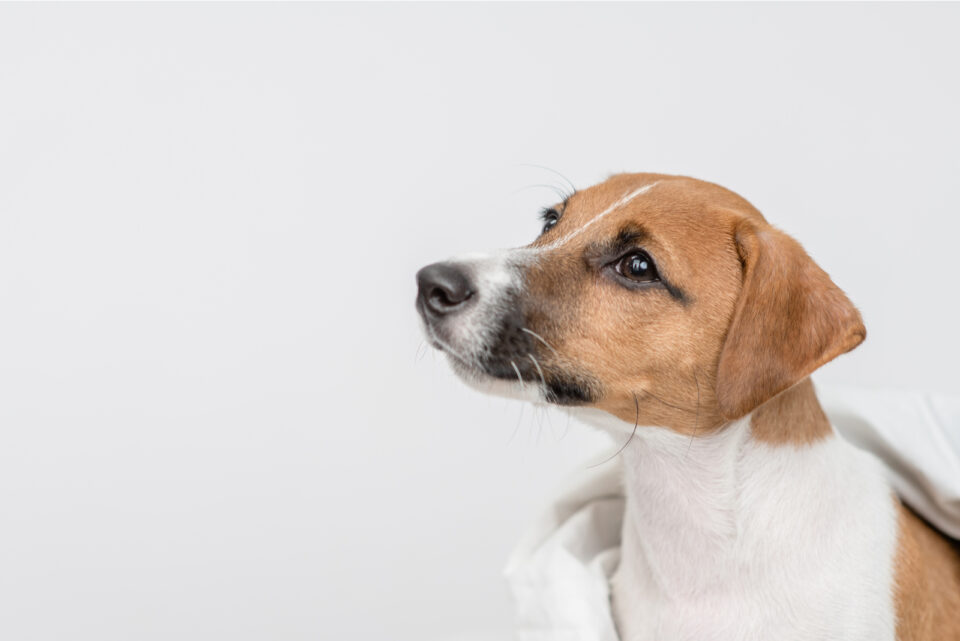 Jack Russell Mixes: A Doggy Alphabet You’ll Want To Learn
