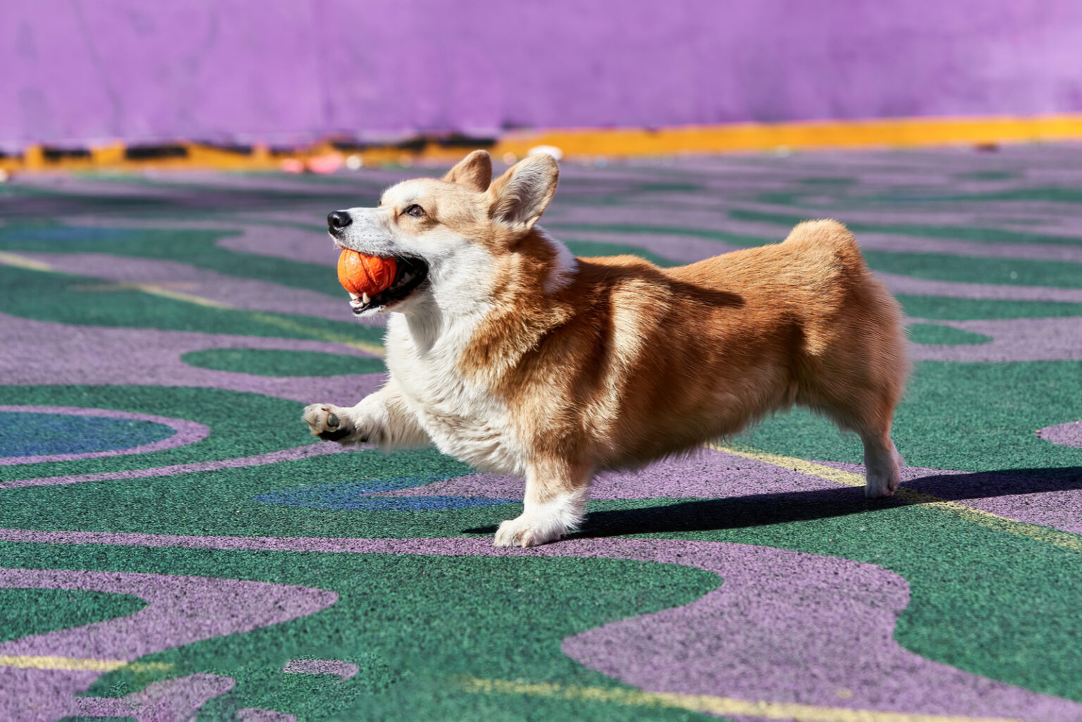 The 6 Best Corgi Rescues In Texas – Where To Adopt A Corgi