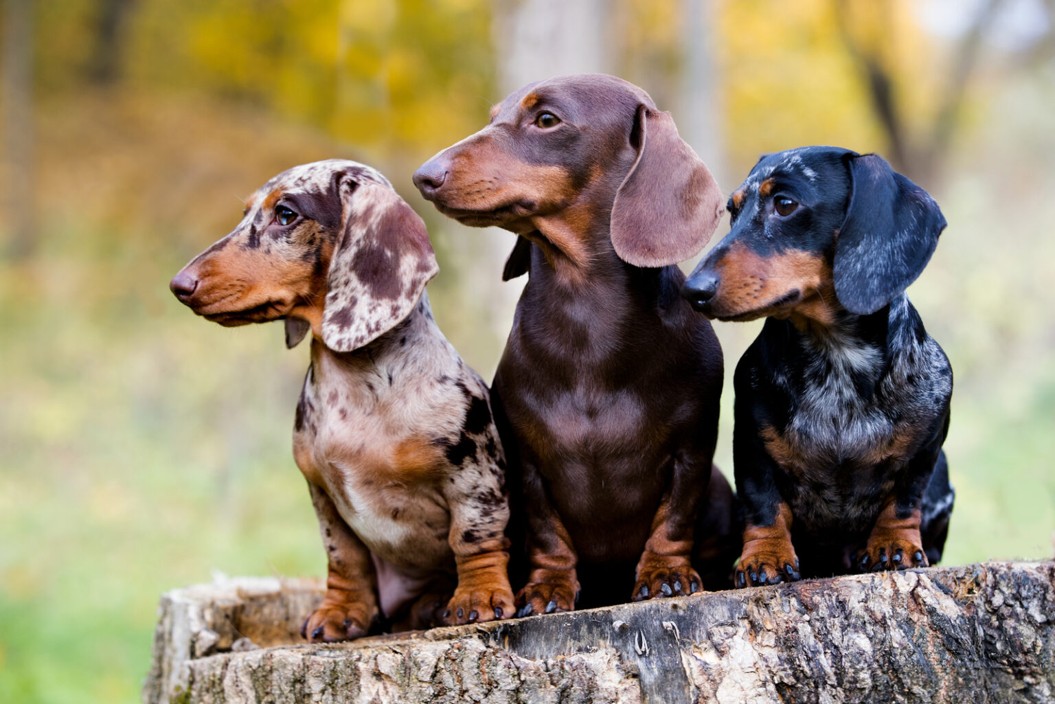 Dachshund Growth Chart: What Size Will Your Pup Reach?