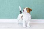 Dog Tail Position Chart: A Guide To Dog’s Body Language