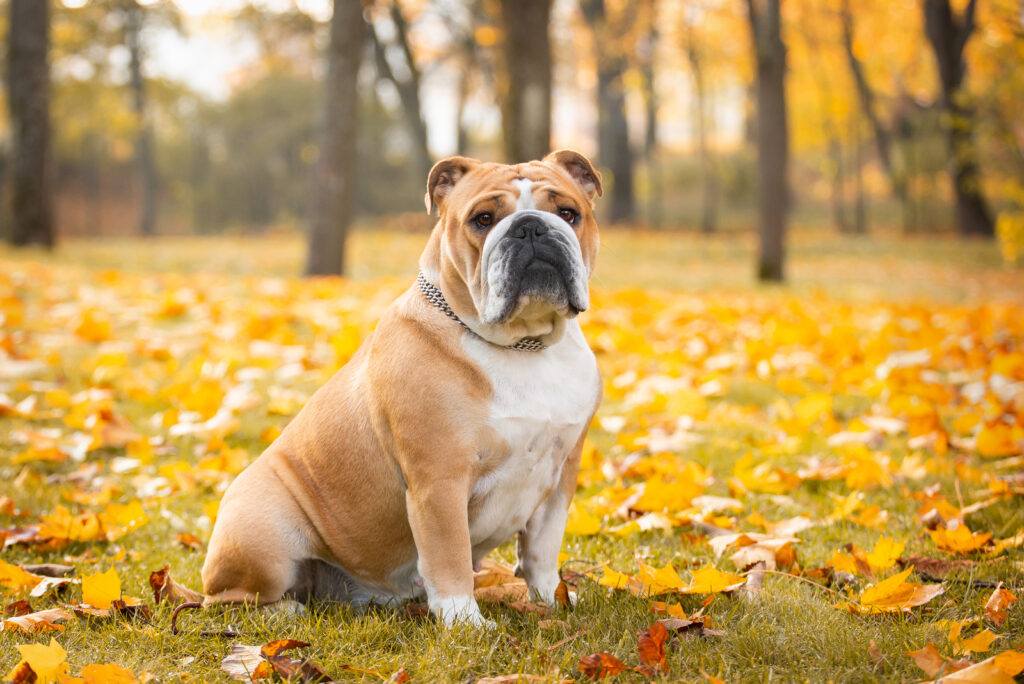 24 Medium-Energy Dog Breeds That Might Be Suitable For You