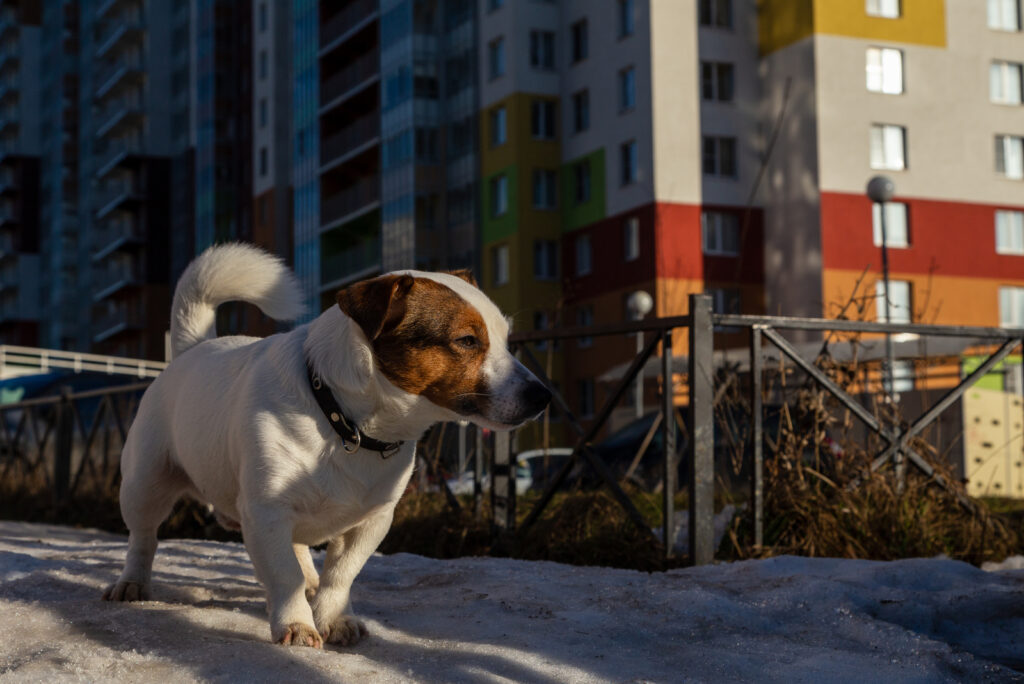 Jack Russell Mixes: A Doggy Alphabet You’ll Want To Learn!