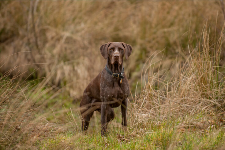 10 Best German Shorthaired Pointer Breeders Across The U.S.