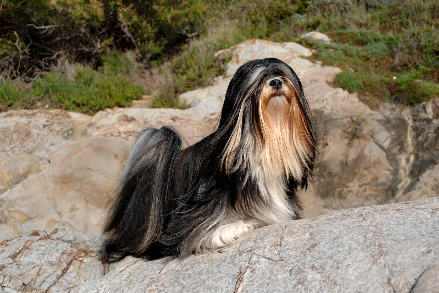 Top 4 Lhasa Apso Breeders In The United States