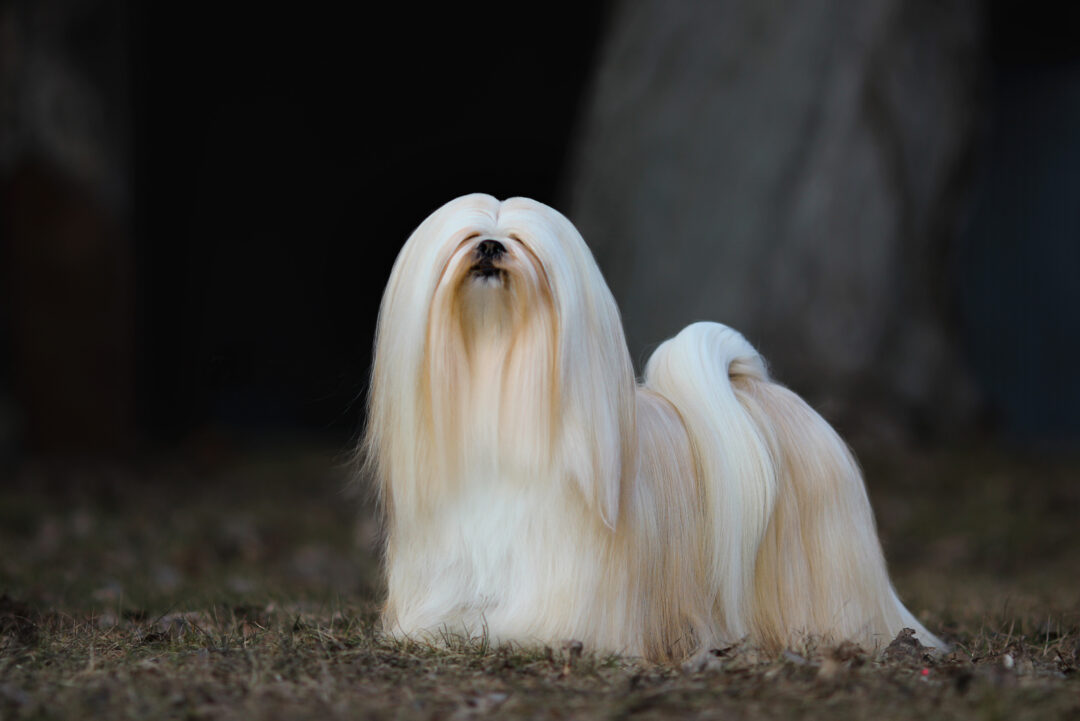 Top 4 Lhasa Apso Breeders In The United States
