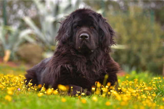 24 Medium-Energy Dog Breeds That Might Be Suitable For You