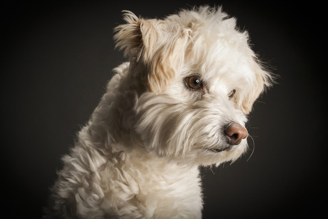 Top 5 Best Schnoodle Breeders In The United States