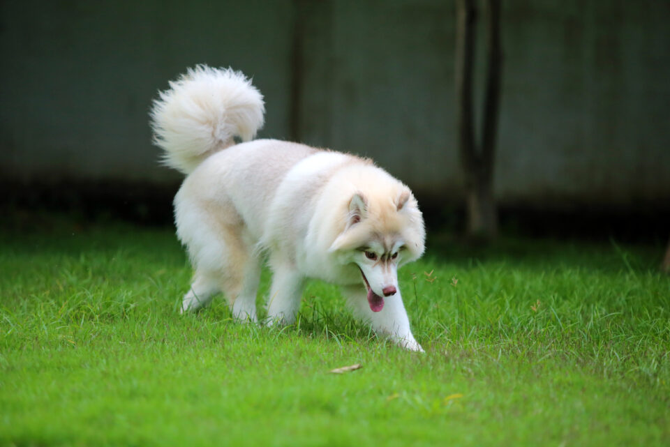 Wooly Husky: Meet This Adorable Dog Breed - The Woolies