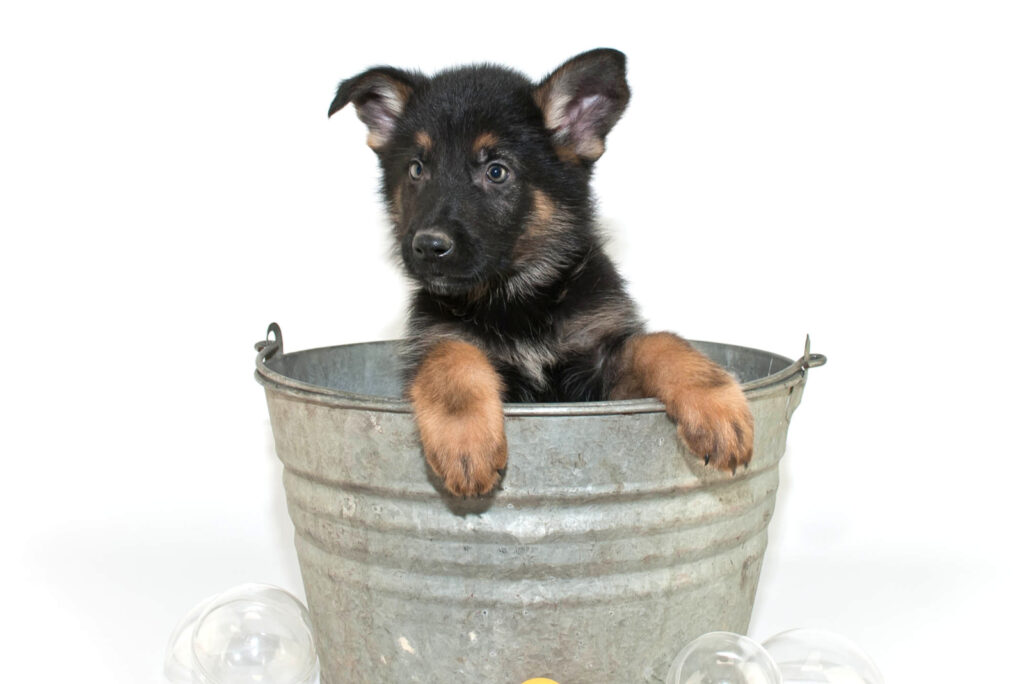 How Often Should You Bathe A German Shepherd? 10 Bathing Tips