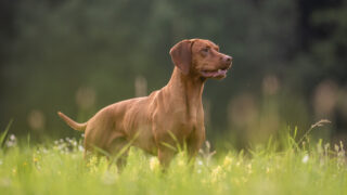 Vizsla Growth Chart: The Process Of Your Vizsla’s Growth