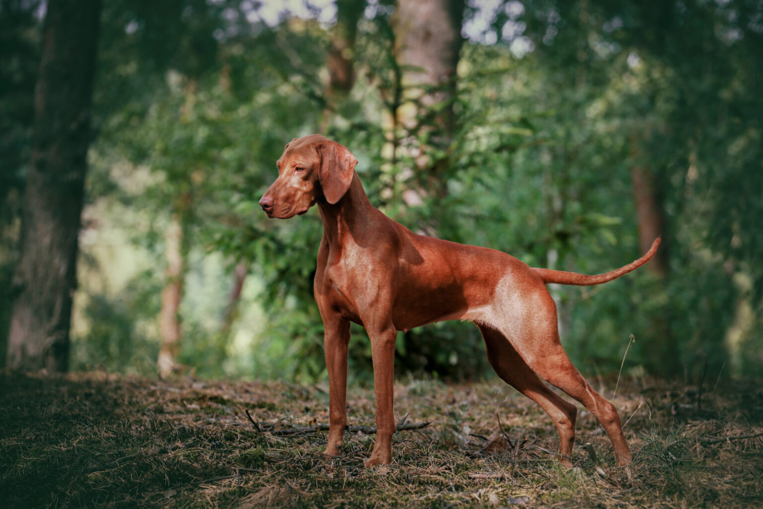 Vizsla Growth Chart: The Process Of Your Vizsla’s Growth